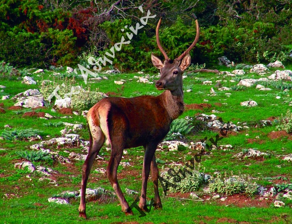 Τα υπέροχα και υπερήφανα ελάφια του Βασιλικού Κτήματος Τατοΐου - ΤΑ ...